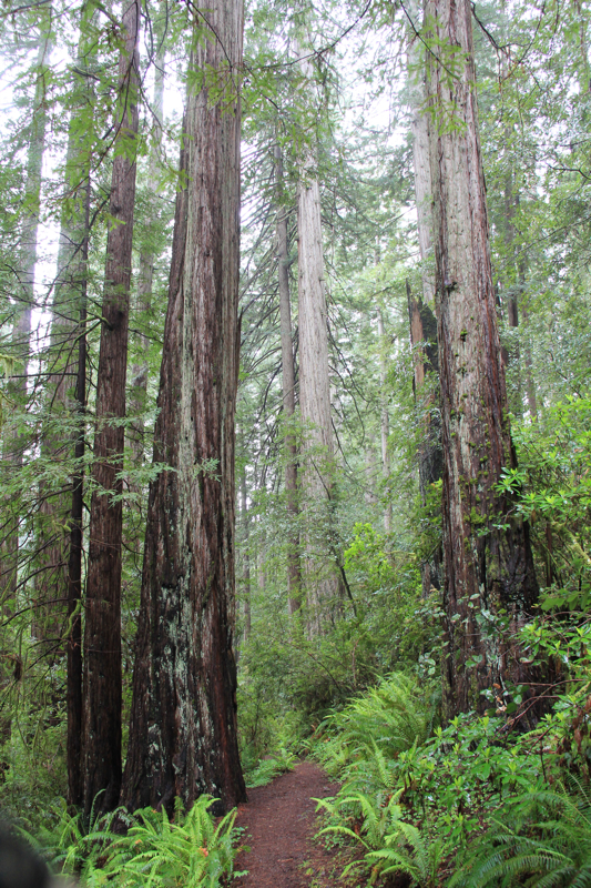 Oregon: Redwood Nature Trail