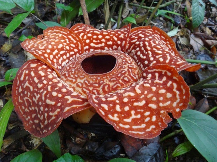 uniquesabah: The Rafflesia Information Center