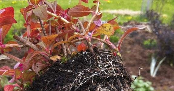 Transplanting Root Bound Plants