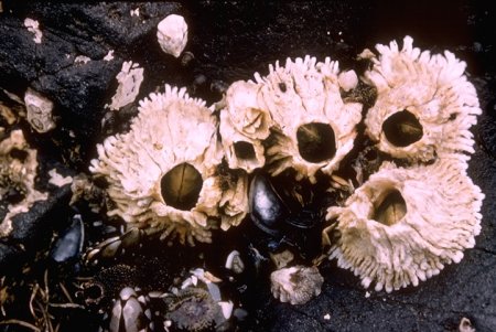 Barnacle | Animal Wildlife