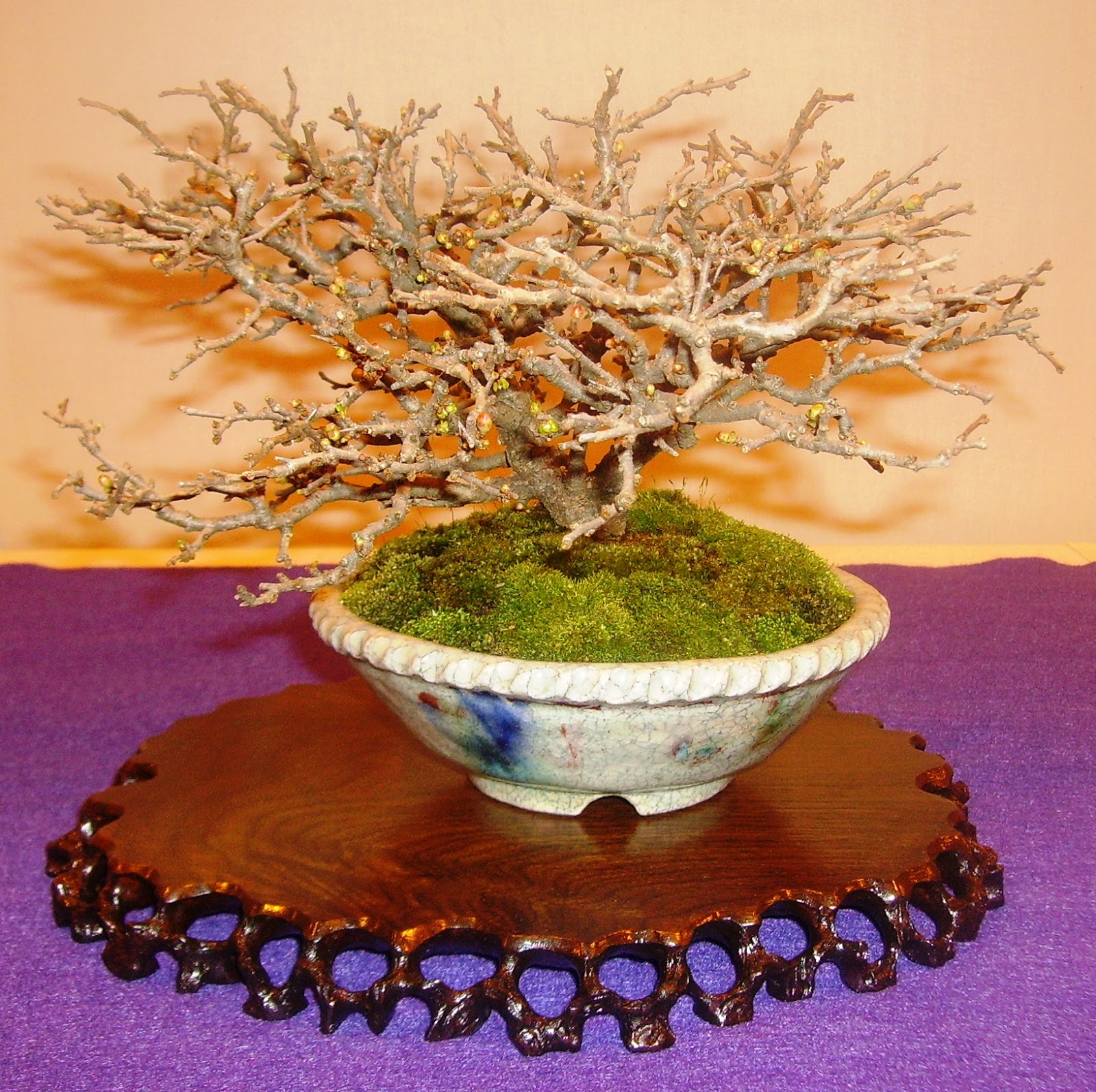 Bespoke Bonsai Stands: Swindon Winter Image Show 2013