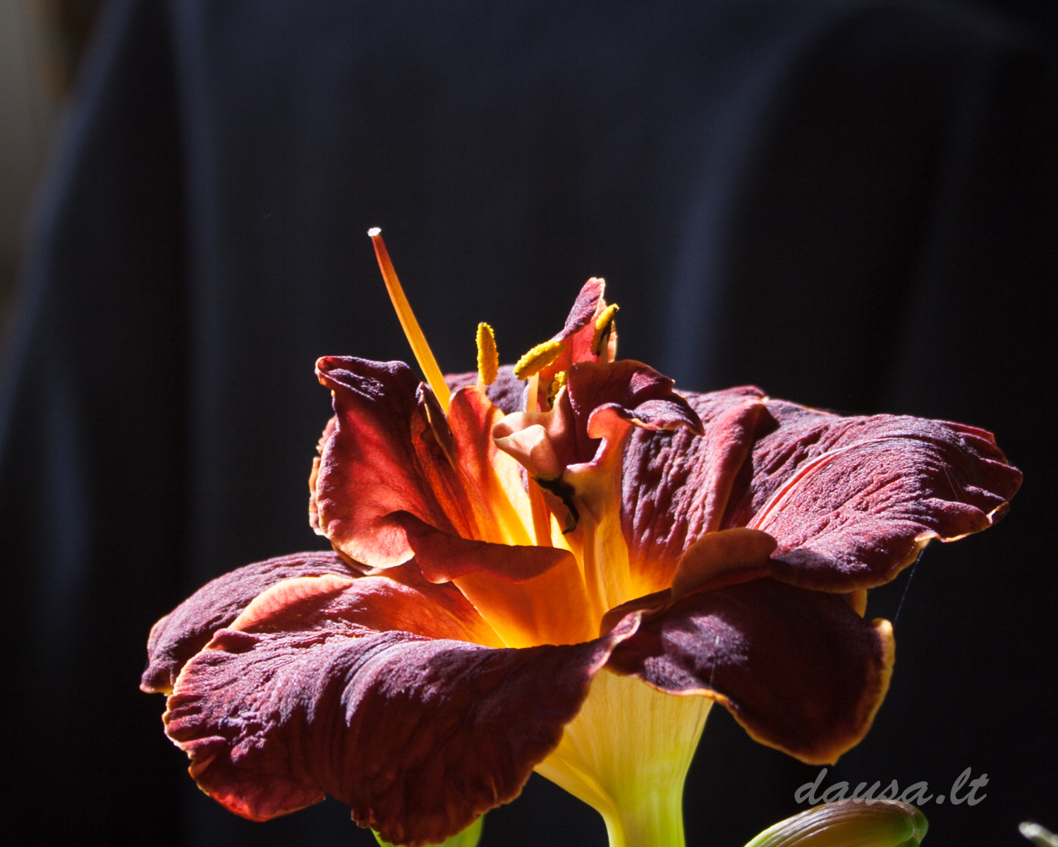 Gilės medis: Viendienė Voodoo Dancer