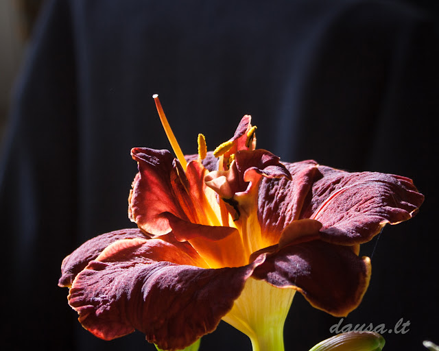 Gilės medis: Viendienė Voodoo Dancer