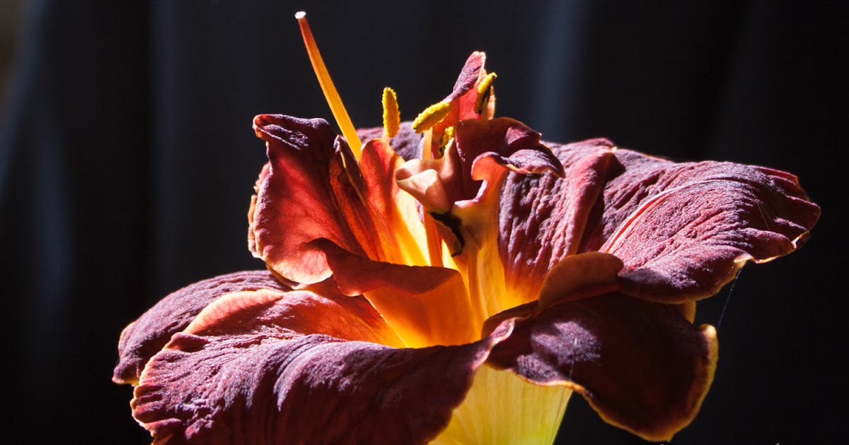 Gilės medis: Viendienė Voodoo Dancer