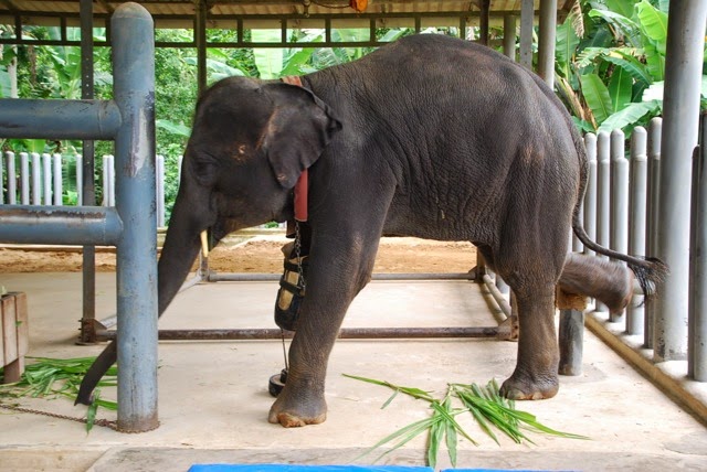 Thai Travel Tales: Mosha: An Elephant Tale