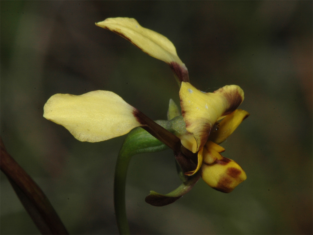 The Nature of Robertson: Diuris pardina at Medway.