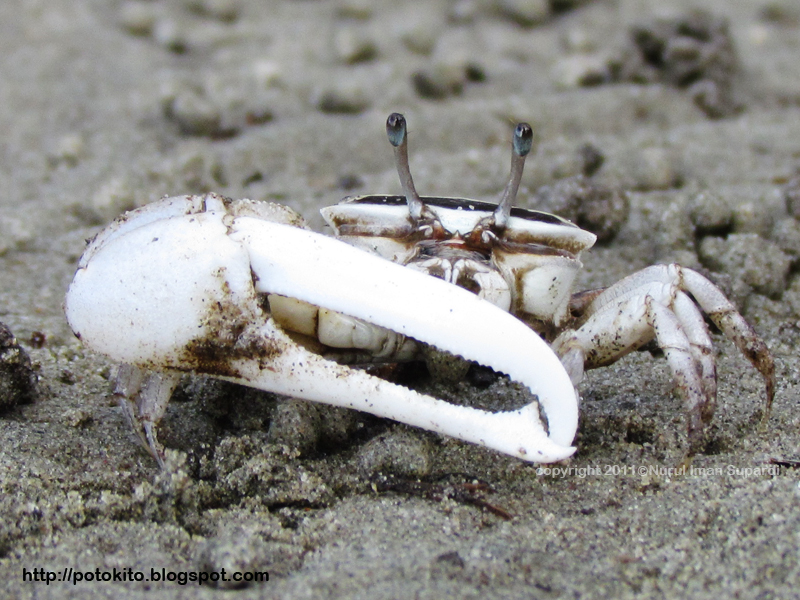 Gallery of Bengkulu - Indonesia: Animal with the World's Largest Weapon
