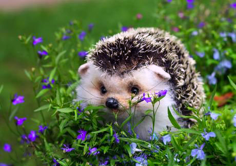 Mutlu Patilerr: Kirpiler Hakkında Bilmediğiniz İlginç Bilgiler