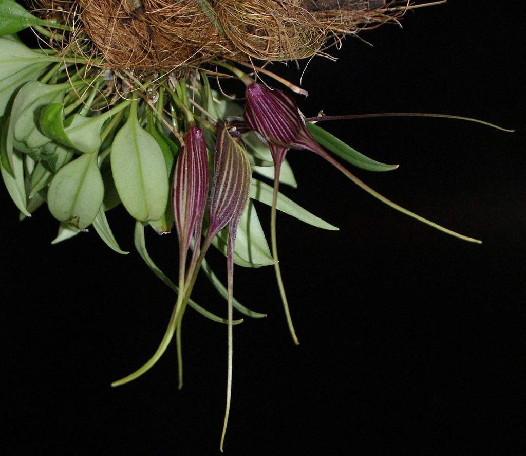 Masdevallia patula care and culture | Travaldo's blog