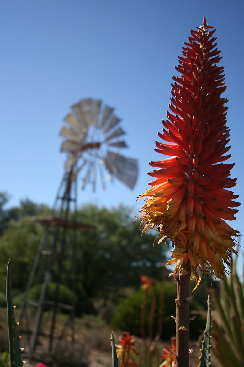 Weskus banneling: Nieuwoudtville, Loeriesfontein & Clanwilliam