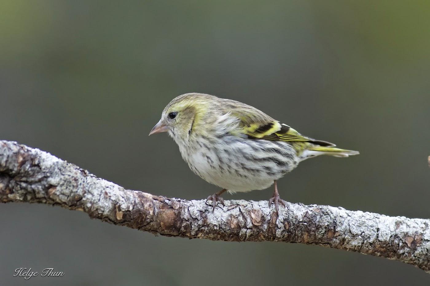 Helge Thun's fotoblogg: Småfugler på foring