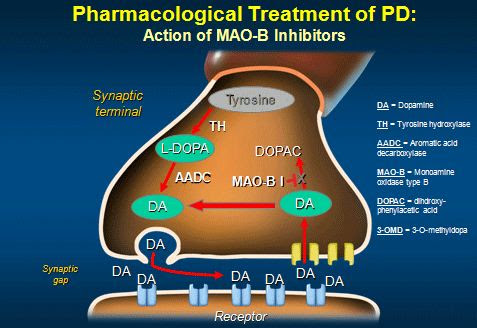 MAO-B inhibitors of Parkinson's disease |Genetic Engineering Info