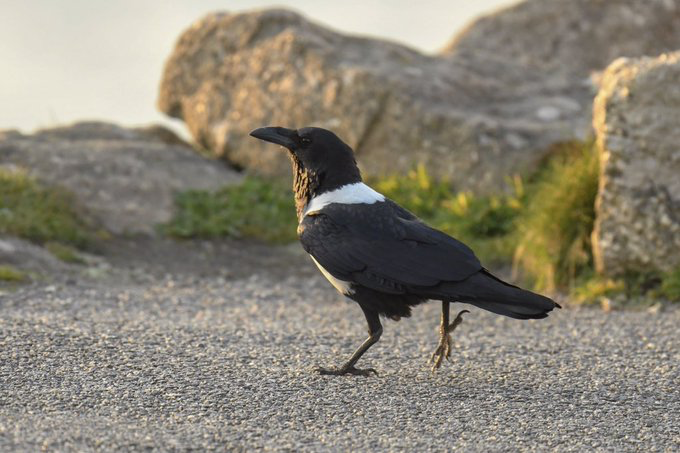 Chough Junior Birders: The African Pied Crow in Cornwall