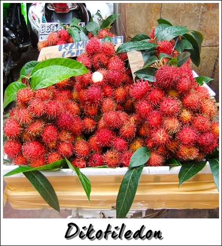 Pengelasan Tumbuhan Berbunga: Monokotiledon & Dikotiledon