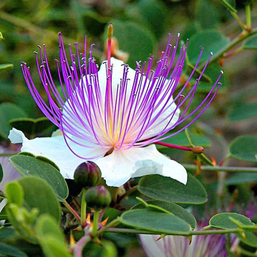 MANUAIS DE CULTIVO - PLANTAMUNDO: ALCAPARRAS - Capparis spinosa