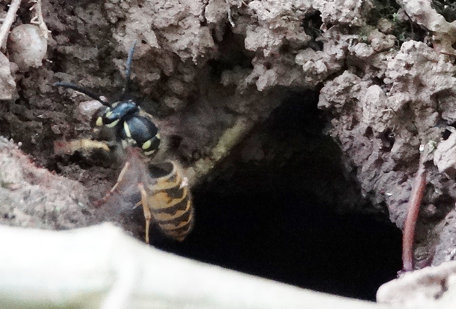 oog voor de natuur: En wesp komt tevoorschijn in een opening van een ...
