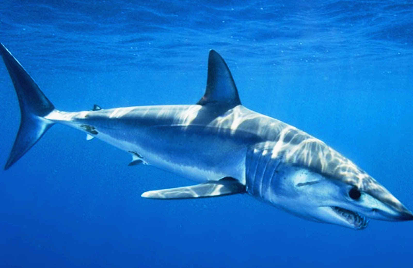 Econcientiza: 10 preguntas y respuestas sobre los tiburones