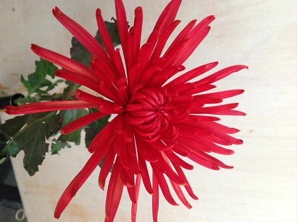 Flowers: Chrysanthemum (fuji mum)