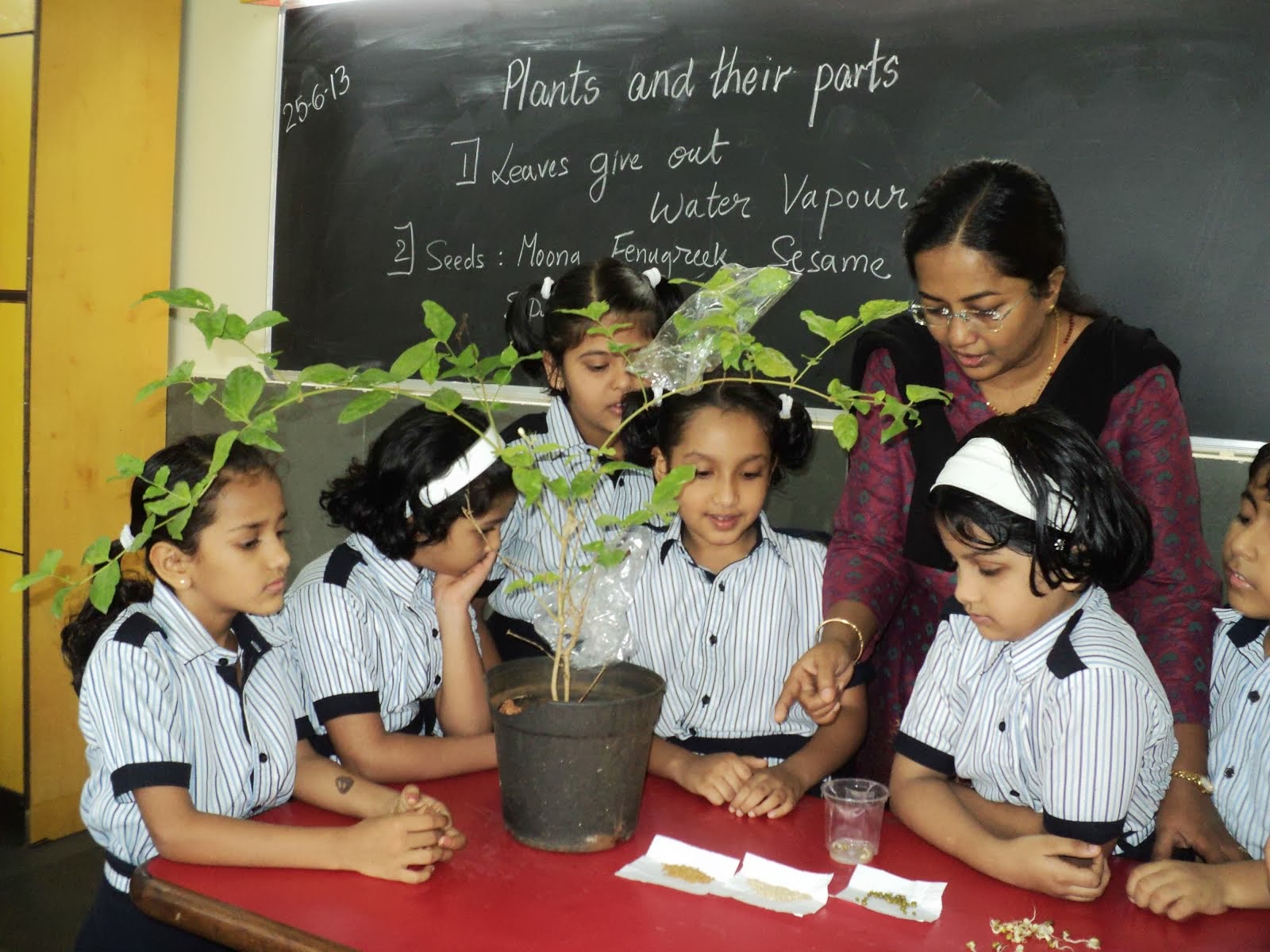The Rustomjee Cambridge Diaries: Grade 3 Science Experiments Lesson 2