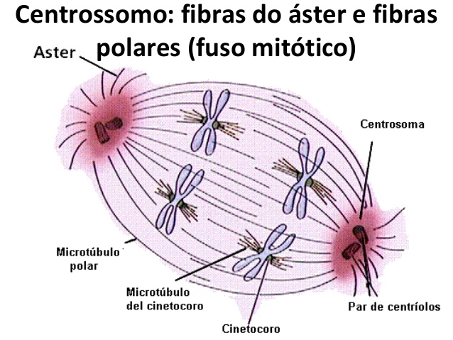 Mitose | Biologia: A ciência da vida
