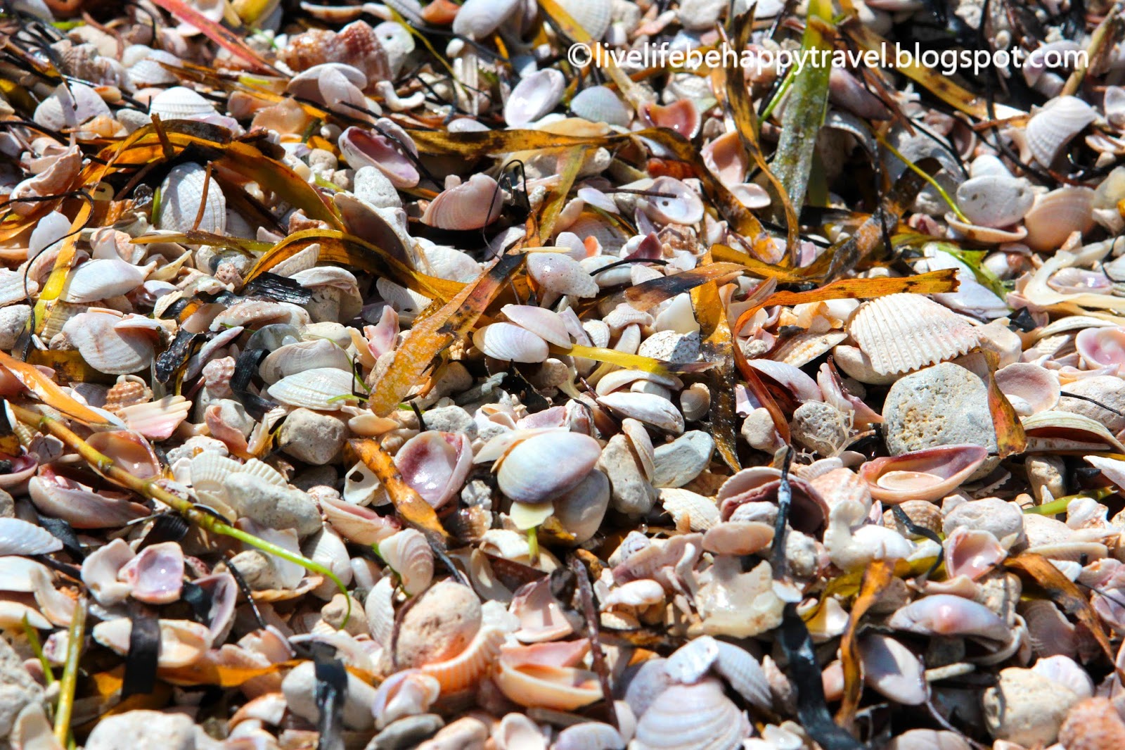 Life and Coconuts: Discovering Florida's Hidden Treasures: The Best ...