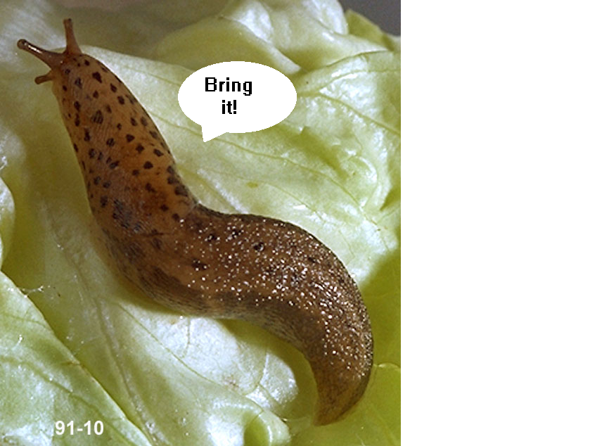 Surviving and thriving on pennies: Shady lookin slugs