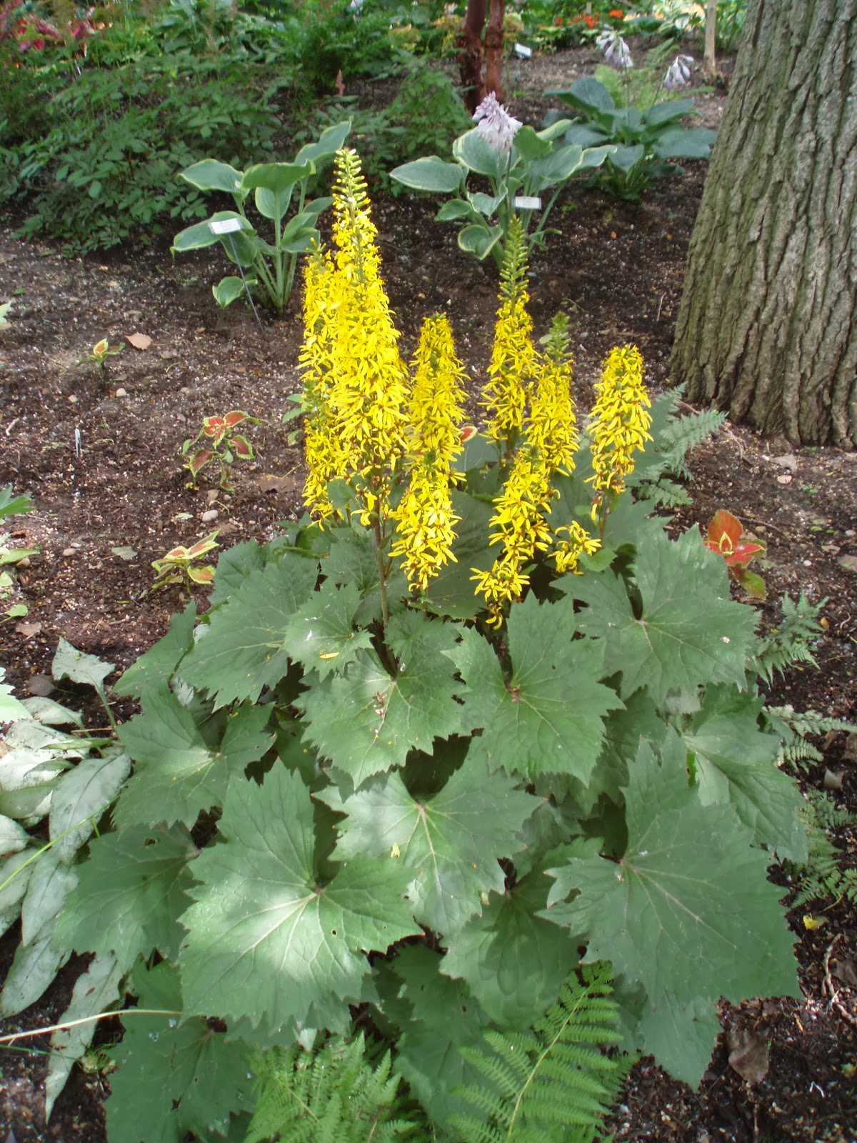 Rotary Botanical Gardens - Hort Blog: Luxuriant Ligularias