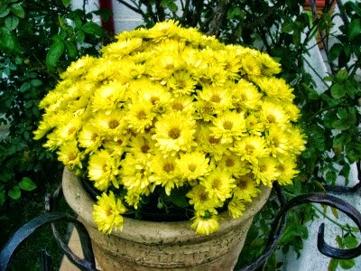 Flori de toamnă - Tufănele