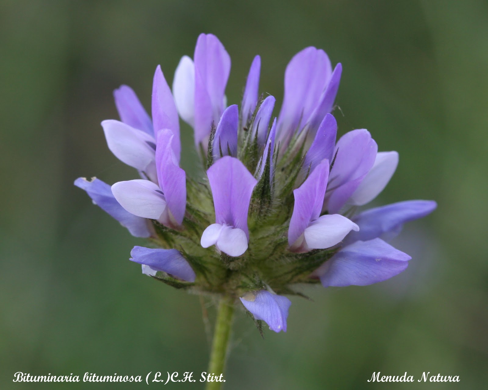 Menuda Natura: Bituminaria bituminosa (L.)C.H. Stirt.