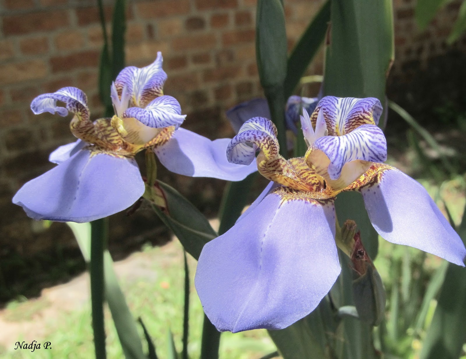 CACARECO'S: Falso-Ìris