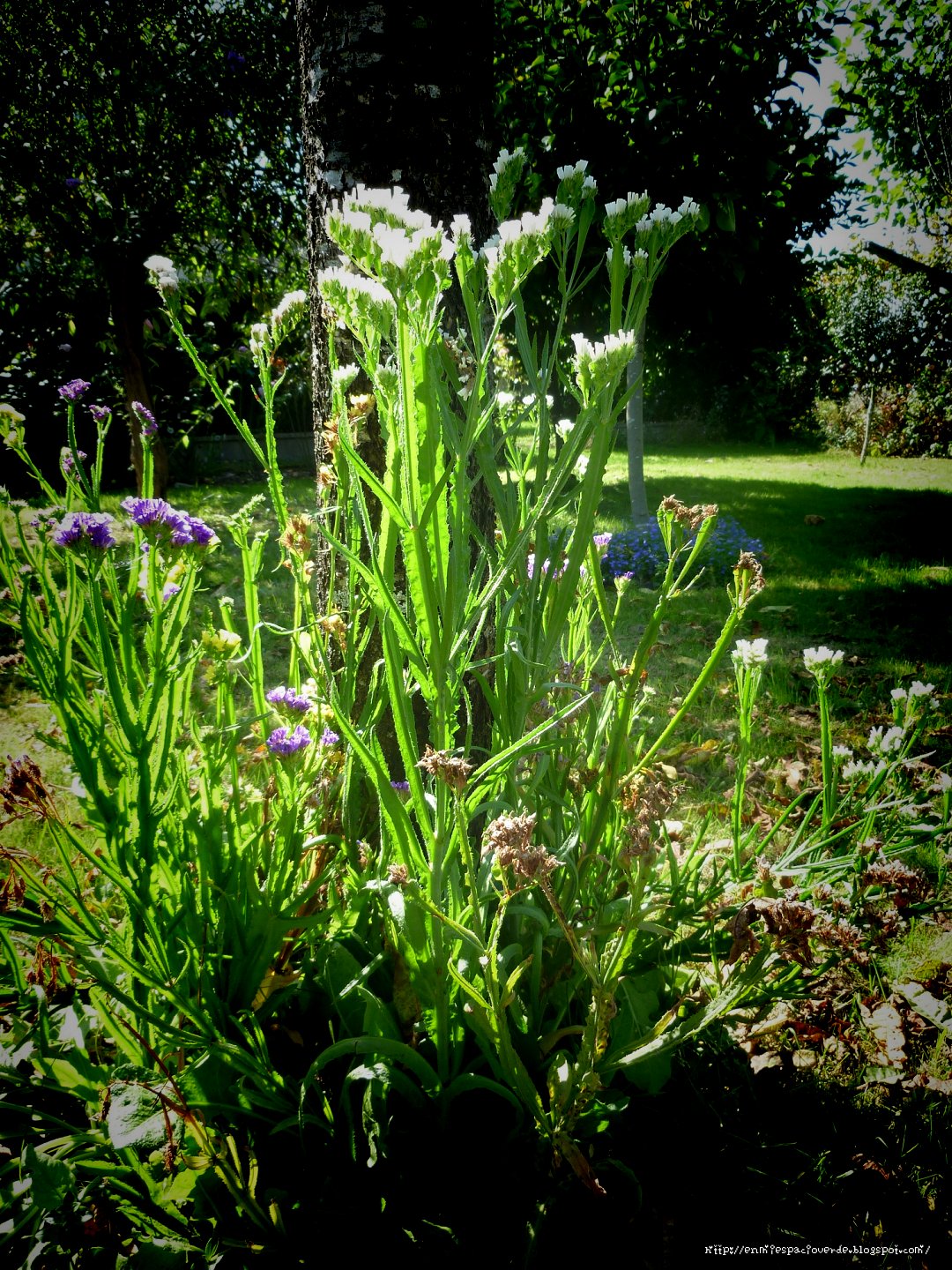 Mi espacio verde: Statice (Limonium sinuatum)