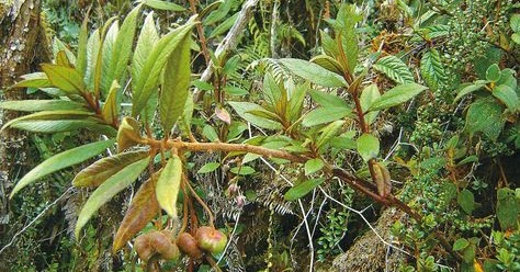 Chillka, desinflamante en pomada | Medicina Tradicional