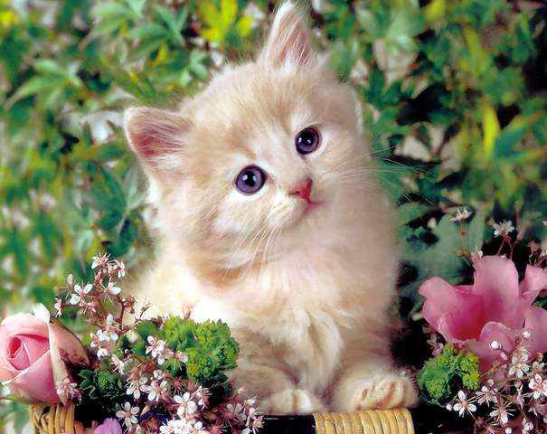 Kucing Comel vs Bunga Cantik