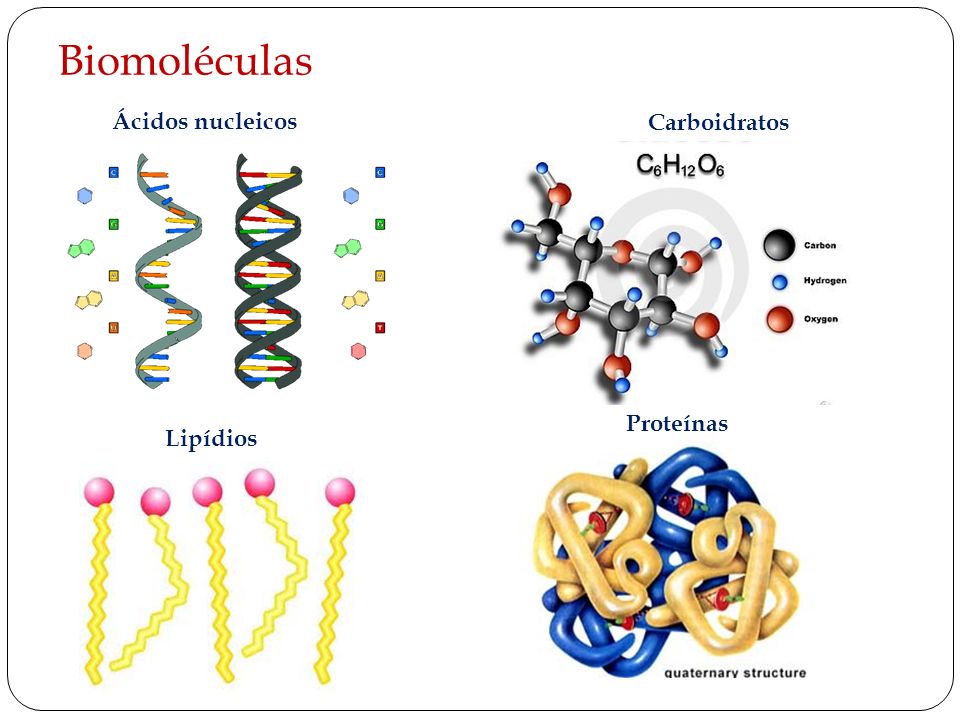 Biomoleculasque Son Caracteristicas Tipos Funcion Importancia Images