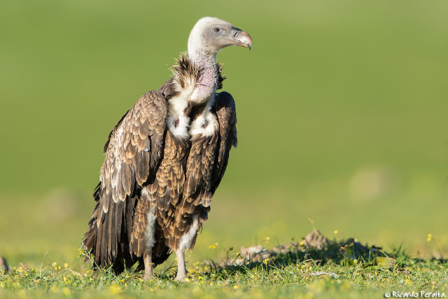 Ricardo Peralta. Fotógrafo de Naturaleza: Una rareza en España. Buitre ...