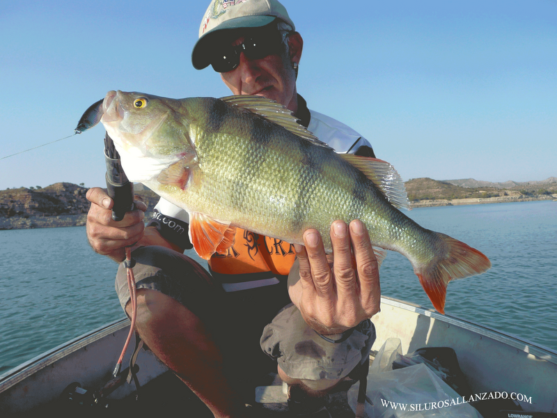 Percas; Perca; Percha; Percidae