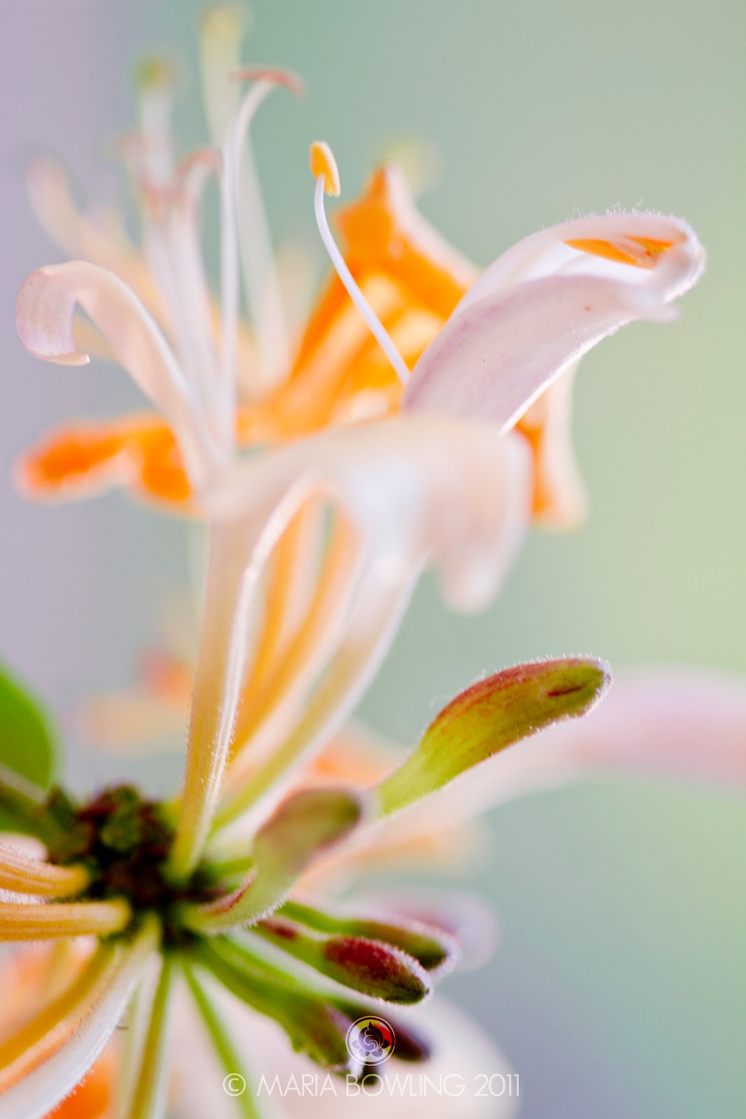 Pretty Medicine : Honeysuckle Flowers....... Jin Yin Hua