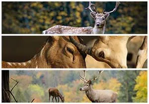 PhotoEffect: 65 Photoshop Collage Templates [Free]