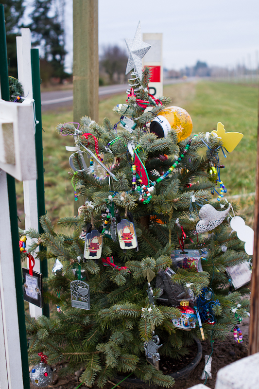 Teresa Hunt Photography: Memorial Christmas Tree
