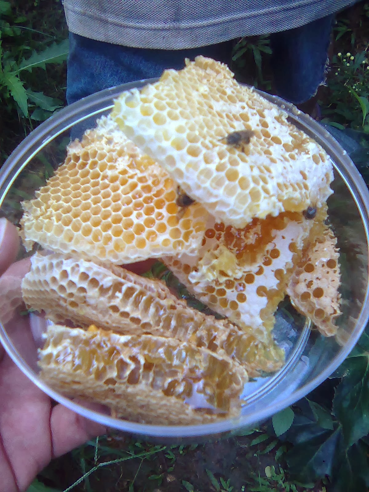 Madu An-Nikmah: MADU AN-NIKMAH MADU SARANG LEBAH LOKAL