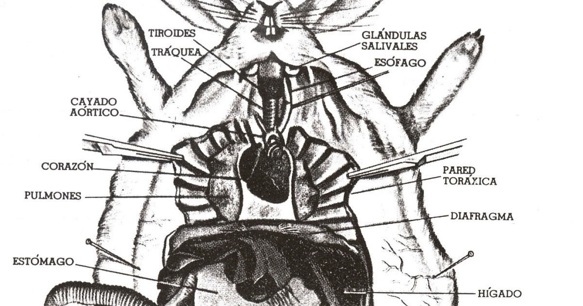 cpo/b2/403/p1: PrácticaNo.1.Conejo