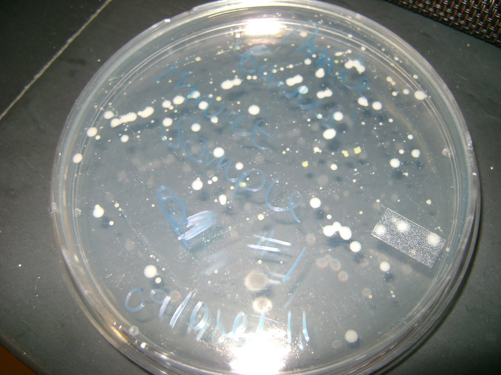 The Ology of Micros Bios: Isolation of Bacteria (Pure Culture in a ...
