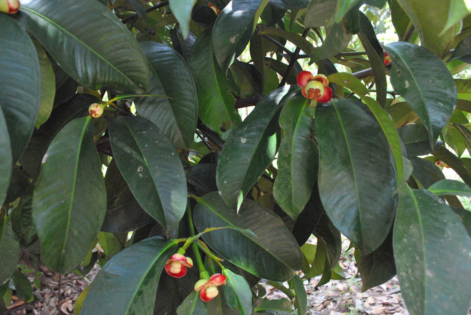 PANGSENAM: Pokok di dusun berbunga lagi 2012...