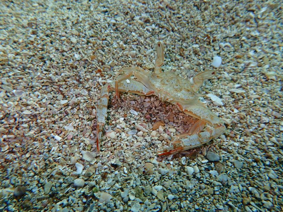 Biodiversity of Cyprus by NGO Protection of the Natural Heritage and ...