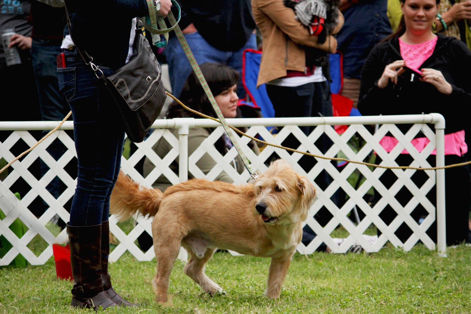 Miriam Rousseau: Midtown Mutt-Minster Dog Show
