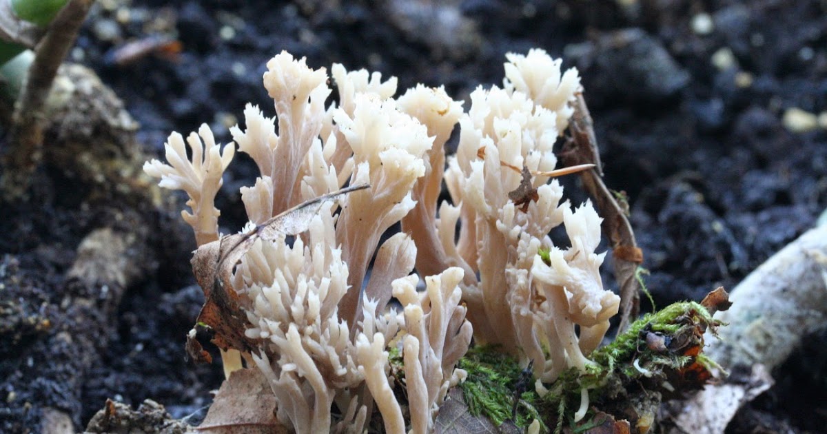 Guía de Setas y Hongos de Navarra.: Clavulina cinerea Bull ex Fr