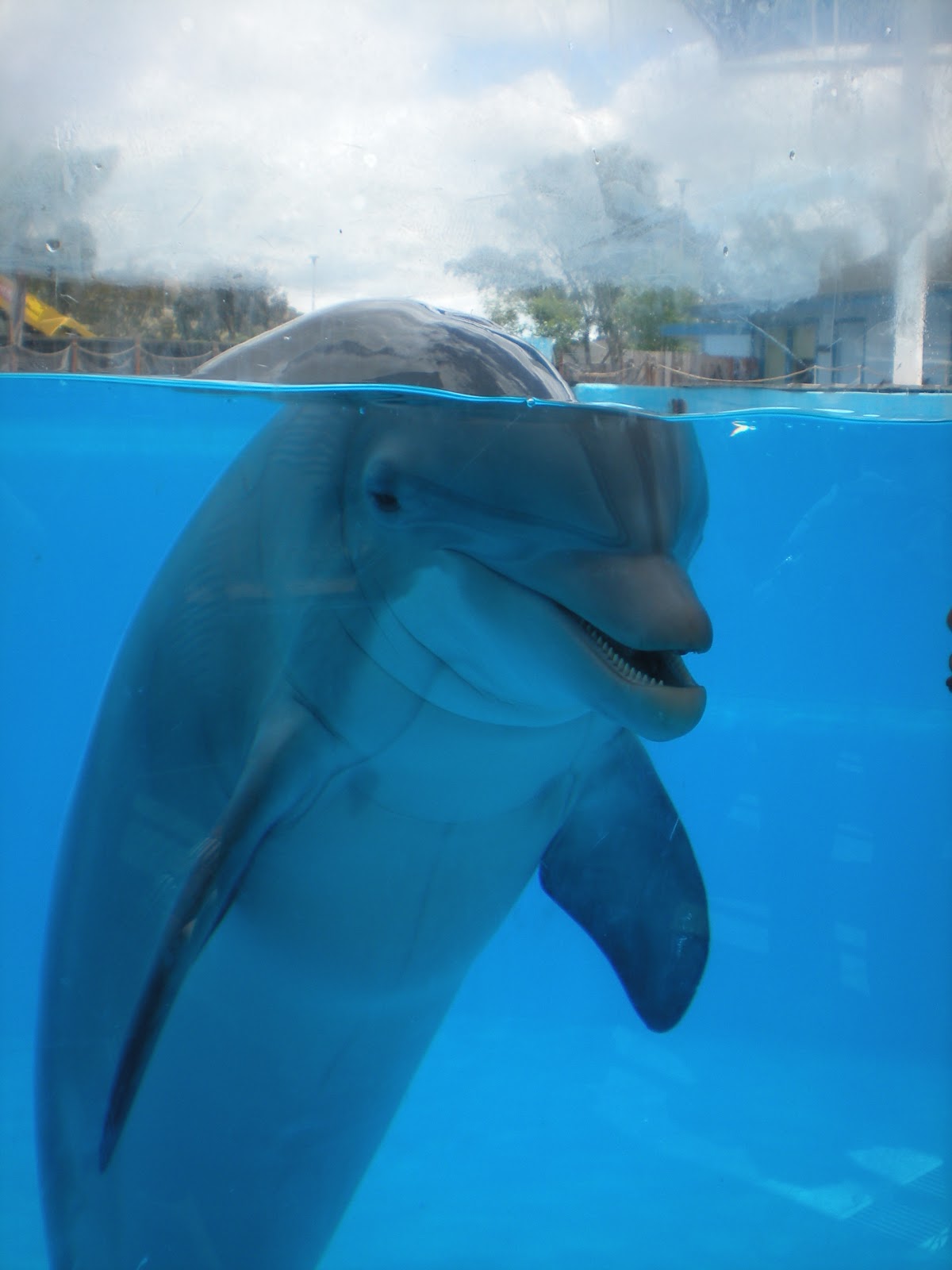 all squared up: Dolphin noses and elephant poses