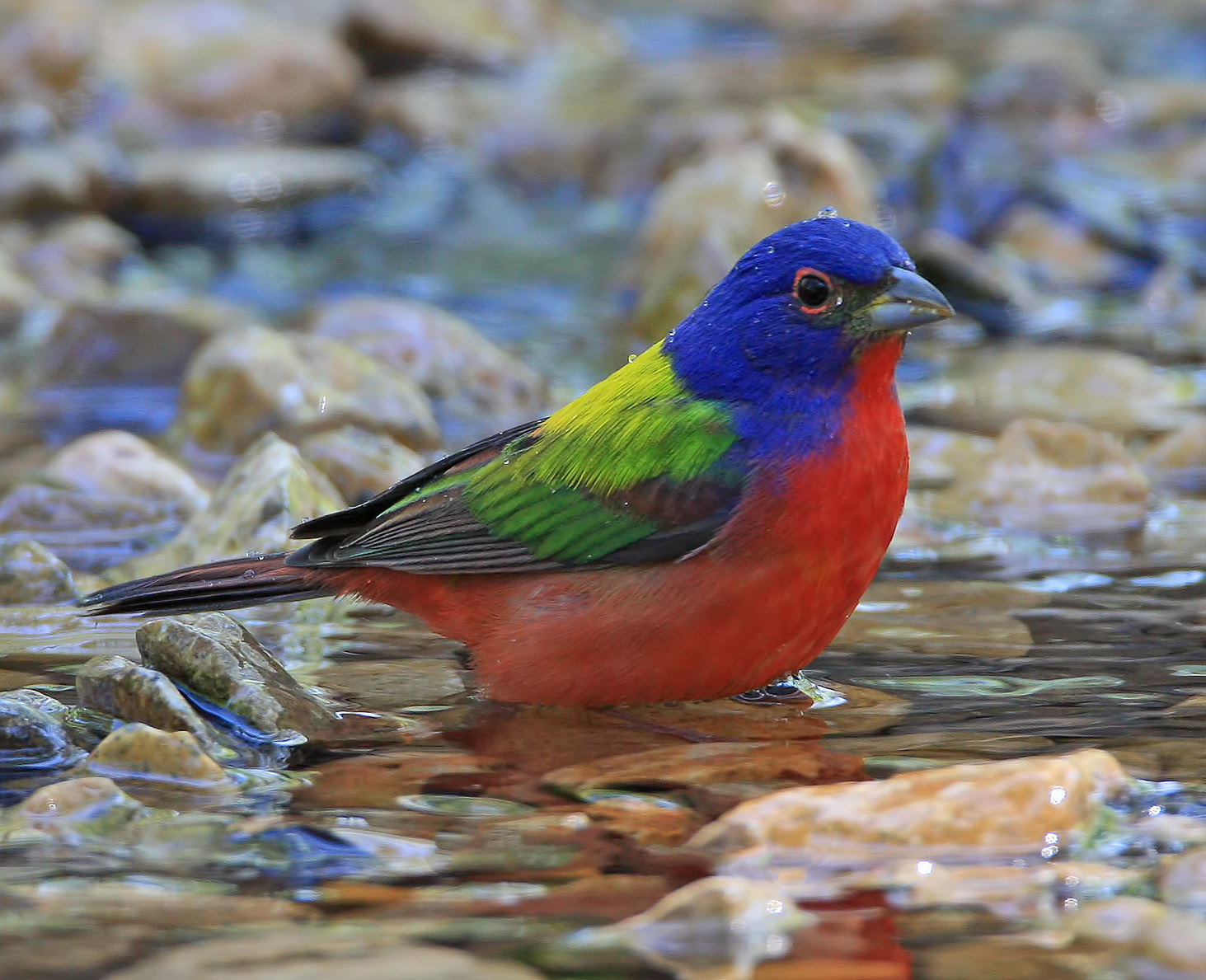Amazing World & Fun: The Most Colorful birds On the Earth