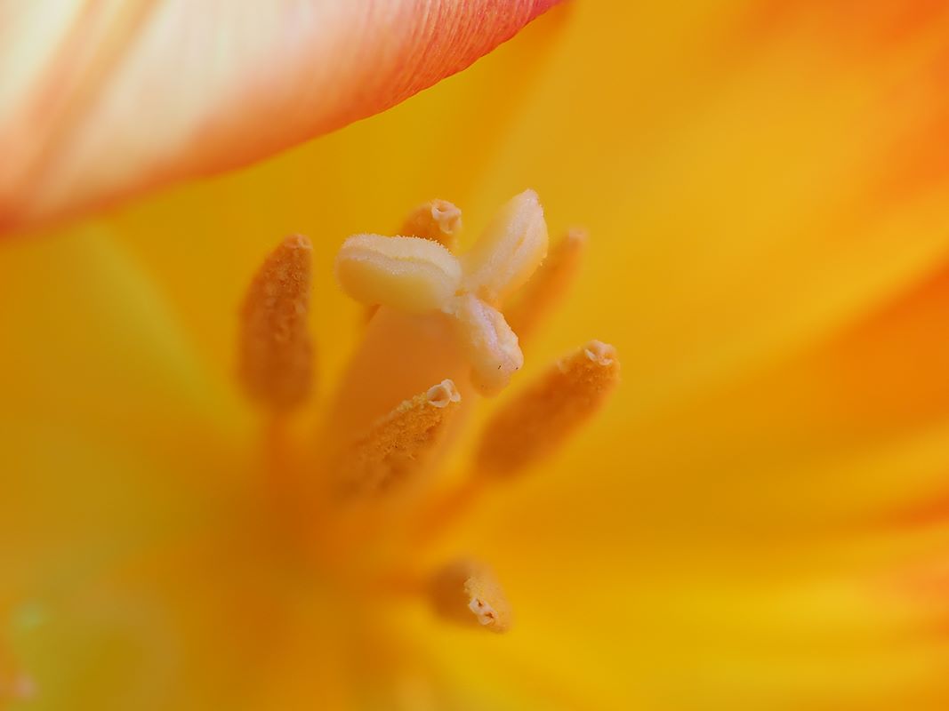 Picofnat: Michael`s Naturfotoblog: Olympus ::: Focus Stacking in der OM-D