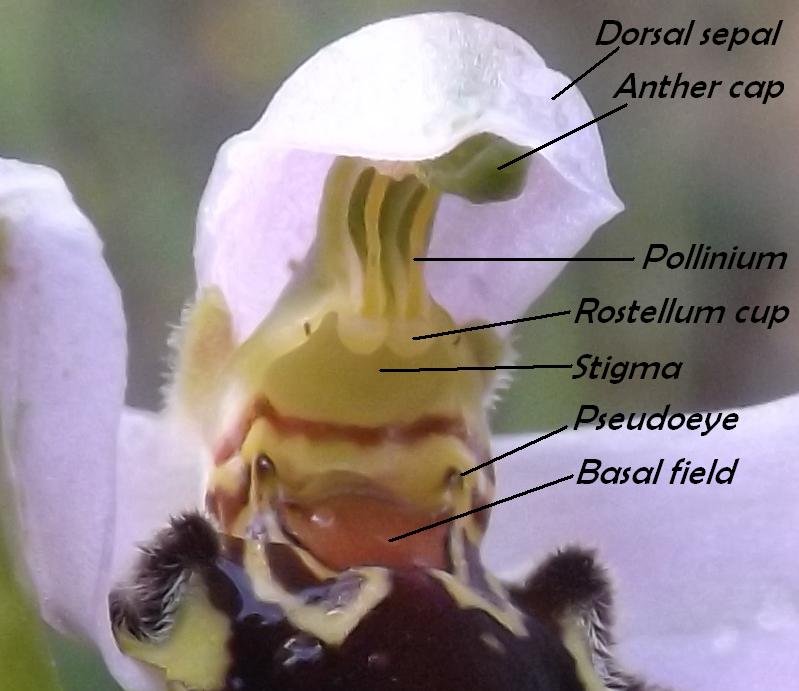 Wild Nature of the Cantabrian Mountains (Spain): Structure of an orchid ...